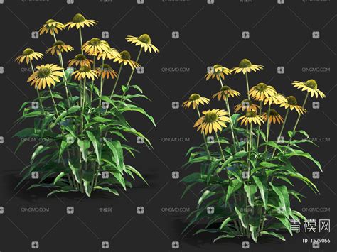 松果菊 菊花金英3D模型 现代无灯光有贴图MAX2016其他松果菊 菊花金英3d模型下载 ID1579056 免费3Dmax模型库