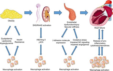 Obesity Hypertension And Cardiac Dysfunction Circulation Research