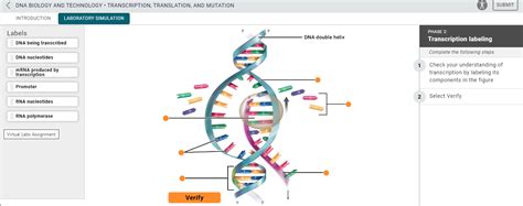 Dna Biology And Technology • Transcription