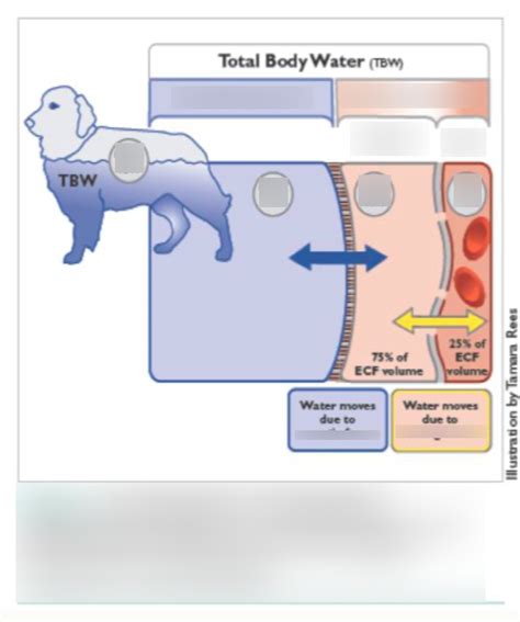 Diagram Of Principles Of Fluid Balance Volume And Osmolality Quizlet