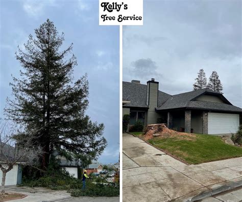 Top Rated Tree Cutting Service Free Estimates 812 461 7569