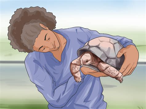 How To Sex Tortoises R Notdisneyvacation