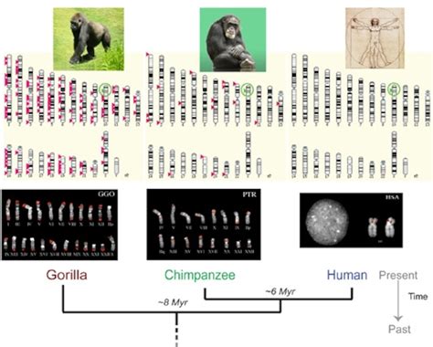 Phylogenetic Tree Of Humans And Chimpanzees