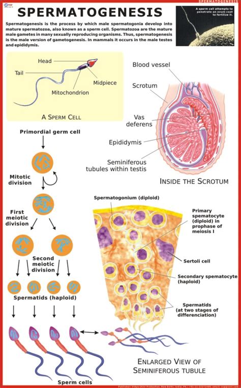 Spermatogenesis Chart Vidya Chitr Prakashan Vcp