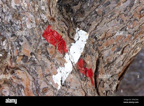 Tree Marked With Red And White X Guide Sign Made With Paint Hiking Sign Stock Photo Alamy