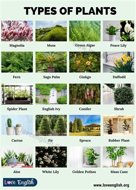 Types Of Plants 20 Different Types Of Plants In English Love English Plants Vocabulary