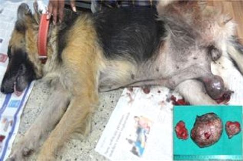 The German Shepherd Showing Multiple Tumors In The Caudal Mammary