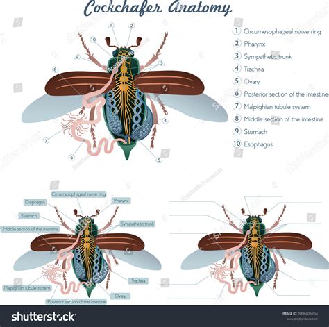 Vector Illustration Simplified Internal Anatomy Insect Stock Vector