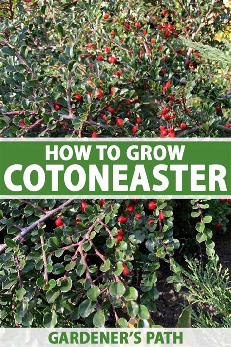 How To Grow And Care For Cotoneaster Shrubs Gardeners Path