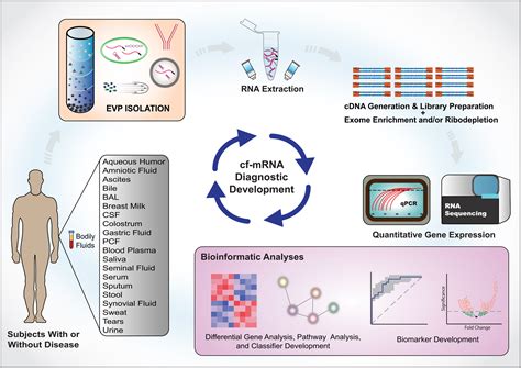 Decoding Bioactive Signals Of The Rna Secretome The Cell Free Messenger Rna Catalogue Expert