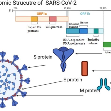 Genomic Structure Of Sars Cov 2 [adapted After Minor Modification From Download Scientific