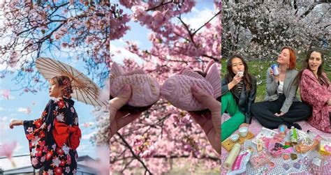 How To Celebrate Hanami Japans Cherry Blossom Festivities Klook