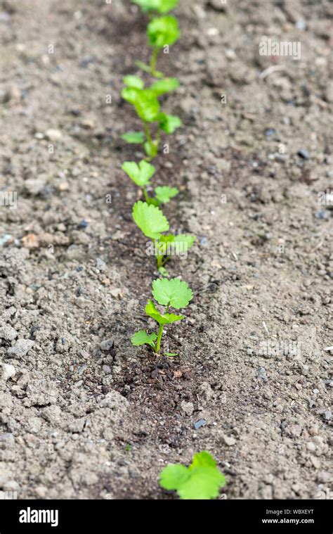 Parsnip Seedlings Hi Res Stock Photography And Images Alamy