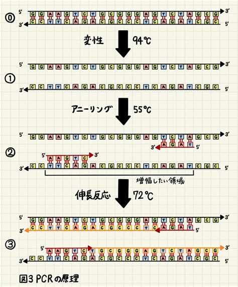 PCR法の原理をわかりやすく解説 じっくり医学講座