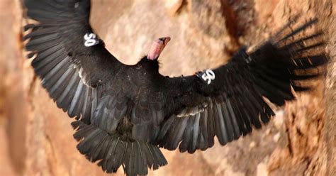 The California Condor Can Reproduce Without Sex — Heres What We Know