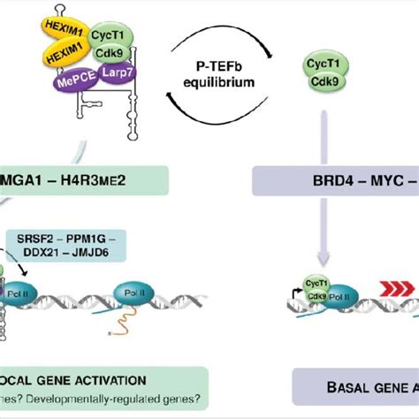 Both Active And Inactive Forms Of P Tefb Are Recruited To Their Target Download Scientific