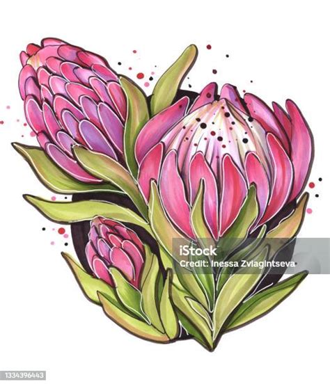 나뭇잎이 있는 레드 핑크 컬러의 열대 프로테아 플라워가 있는 윤곽이 있는 꽃 식물로고가 있는 핸드 드로잉 일러스트 0명에 대한 스톡 벡터 아트 및 기타 이미지 Istock