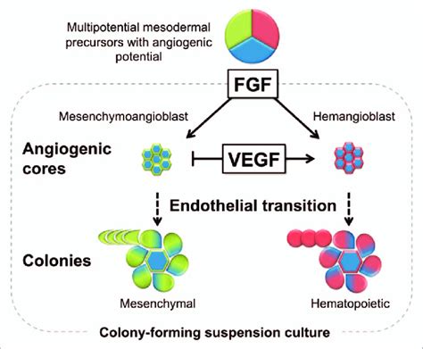 A Model Of Mesoderm Derived Msc Development From Hescs Coculture With Download Scientific