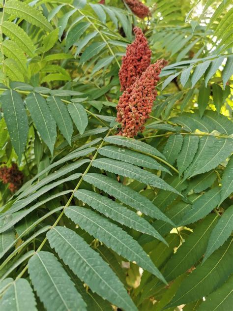 Rhus Coriaria L Сумах дубильный — Planta Medica