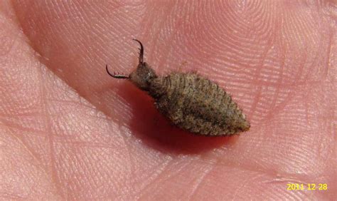 ウスバカゲロウの幼虫 ミツバチの小屋を棲みかにしていました。 新・廿日市市の自然観察（昆虫）