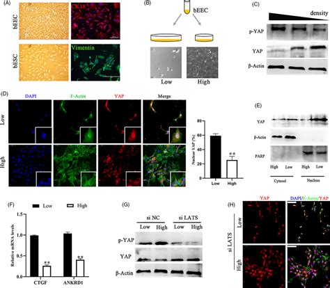 Yap Is Regulated By Cell Density In A Manner Dependent On The Hippo Download Scientific Diagram