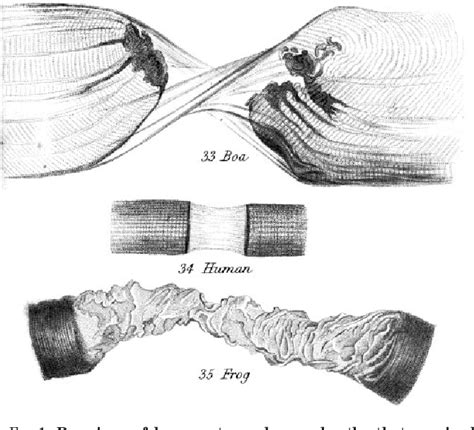Figure 1 From The Basement Membrane Basal Lamina Of Skeletal Muscle Semantic Scholar
