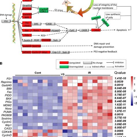 The Expression Of Genes Of The P53 Signalling Pathway In The Pituitary Download Scientific