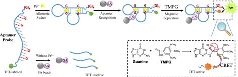 Schematic Representation Of Cret Detection Of The Platinum By Ptbase Download Scientific
