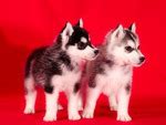 Cachorros Husky Venta De Cachorros De Raza Husky Criadero De México