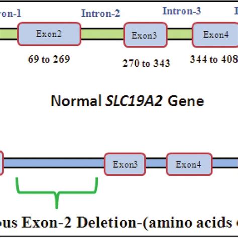 Schematic Representation Of Homozygous Novel Exon 2 Deletion Mutation