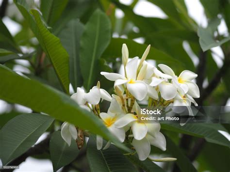 프랑지파니 플루메리아 묘지 사원 나무 아포시나과 정원 자연 배경 꽃잎에 피는 꽃잎은 흰색 중간 부분은 노란색 0명에 대한 스톡 사진 및 기타 이미지 Istock