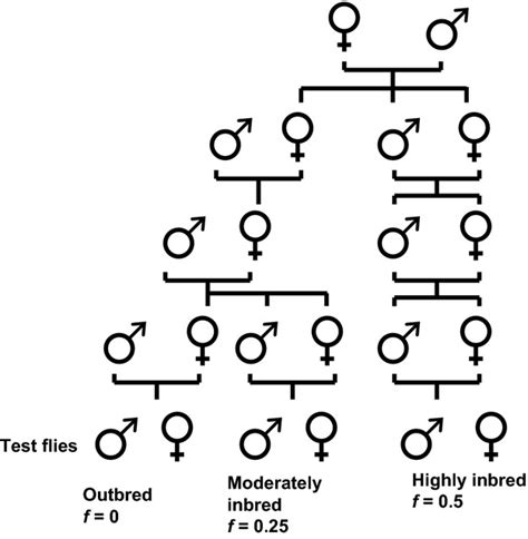Breeding Design To Create Flies With Different Inbreeding Coefficients