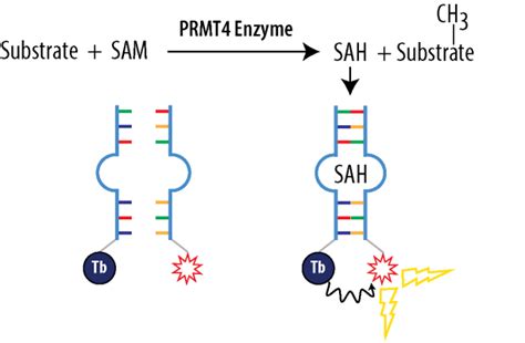 Prmt4 Assay Prmt4 Activity Assay Bellbrook Labs