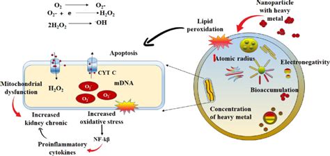 Prediction Of Cytotoxicity Of Heavy Metals Adsorbed On Nano Tio2 With Periodic Table Descriptors