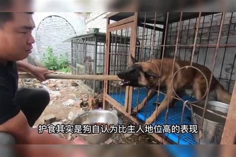 狗仗人势的见多了，但你见过人仗狗势的吗