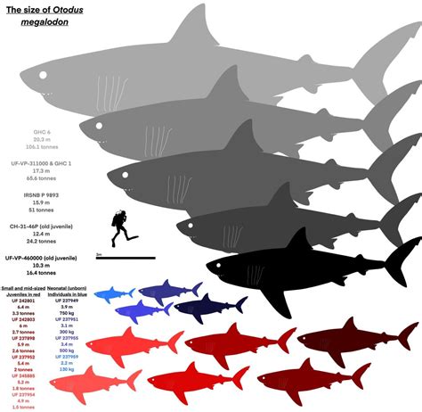 메갈로돈 실제 크기 Mp4 유머 움짤 이슈 에펨코리아