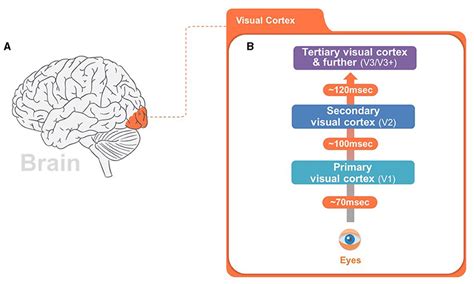 How Does The Brain Allow The Eyes To See · Frontiers For Young Minds