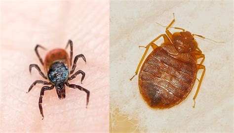 Tick Vs Bed Bug How To Spot The Difference 24h Pest Pros