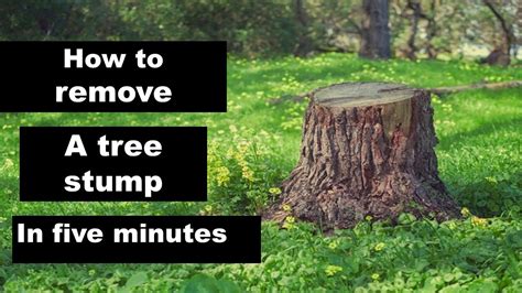 How To Remove Tree Stumps Easily Self Made Tricks With A Crowbar Machete And Digging Fork
