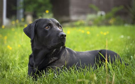 Everyone Loves A Lab Mix Why Are They So Popular Dr Marty