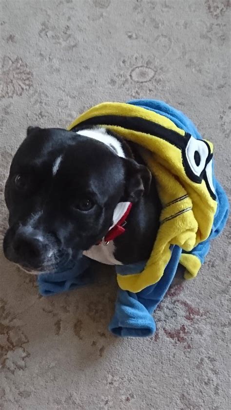 Banana Scrolller