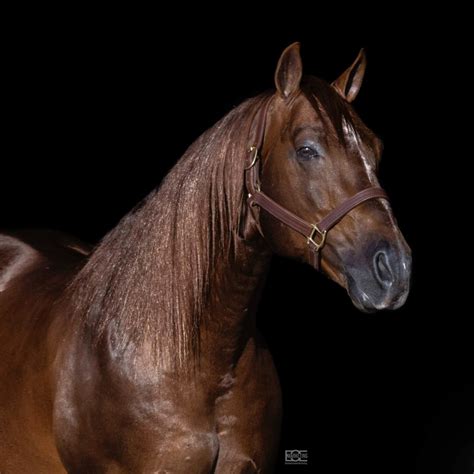 Pedel To The Metall Sdp Buffalo Ranch