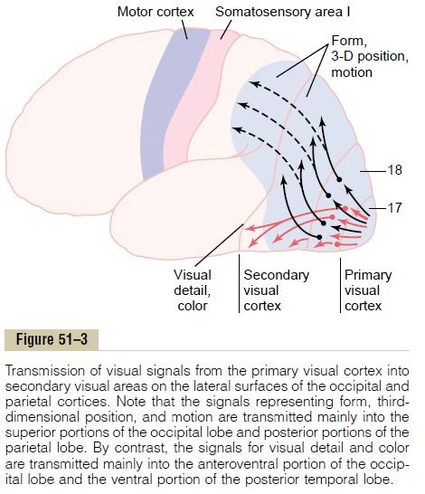 Organization And Function Of The Visual Cortex