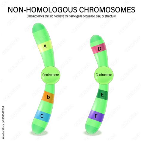 Poster Diagram Of Non Homologous Chromosome Wall Art Ukposters