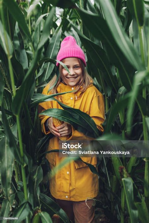 노란 비옷을 입은 재미있는 어린 소녀와 옥수수밭에서 옥수수를 물고 뜨거운 분홍색 모자를 쓰고 가을에 대한 스톡 사진 및 기타 이미지 Istock