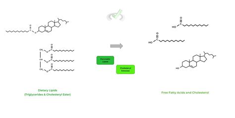 Fatty Acids Digestion Transport And Mobilization On The Mcat