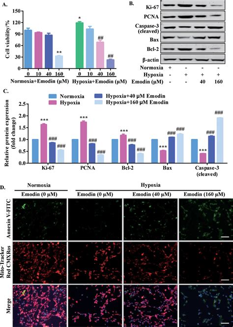 Emodin Inhibited Cell Viability And Promoted Apoptosis In Human Pasmcs
