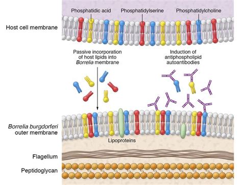 Borrelia Burgdorferi Structure
