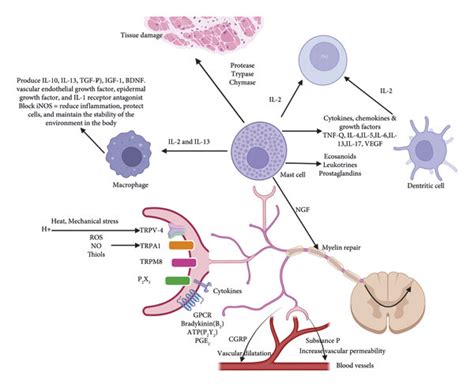 Bidirectional Communication Between The Nervous System And The Immune