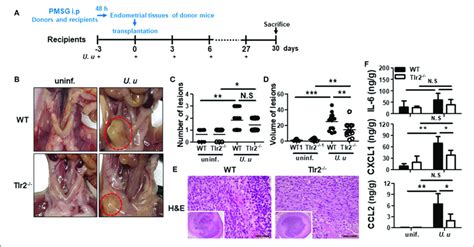 Experimental Design And Characterization Of Ectopic Lesions In A Download Scientific Diagram